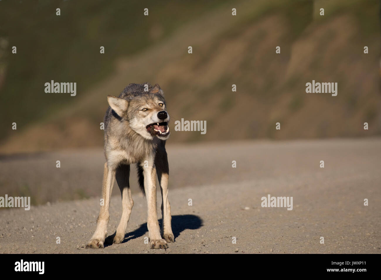 Gray wolf feeding hi-res stock photography and images - Alamy