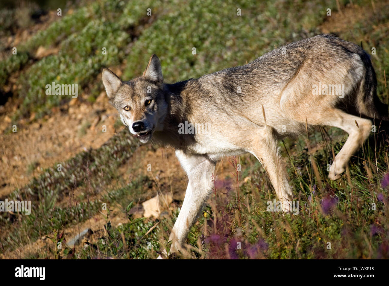 Gray wolf feeding hi-res stock photography and images - Alamy