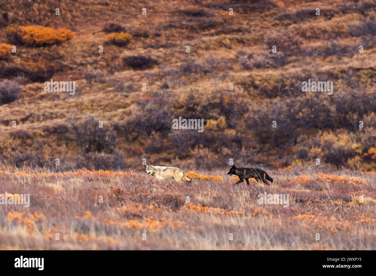 Gray wolf (Canis lupus) hunting for food on sub-arctic tundra, Highway ...