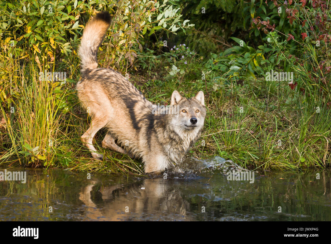 Gray wolf (Canis lupus) Captive gray wolf in fall colors Stock Photo ...