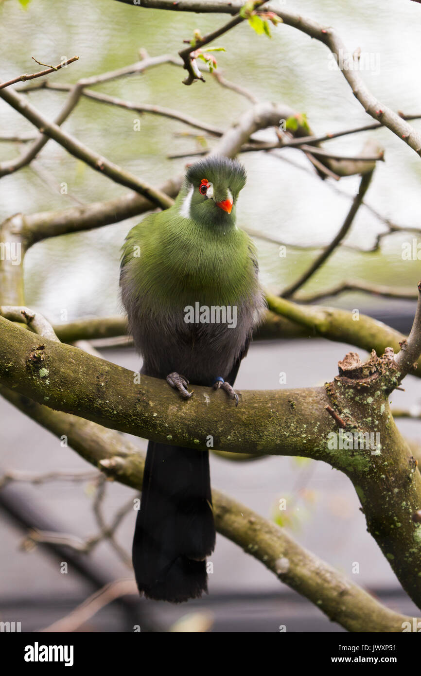 Portrait of subtropical Fischer's turaco (Tauraco fischeri), species of ...