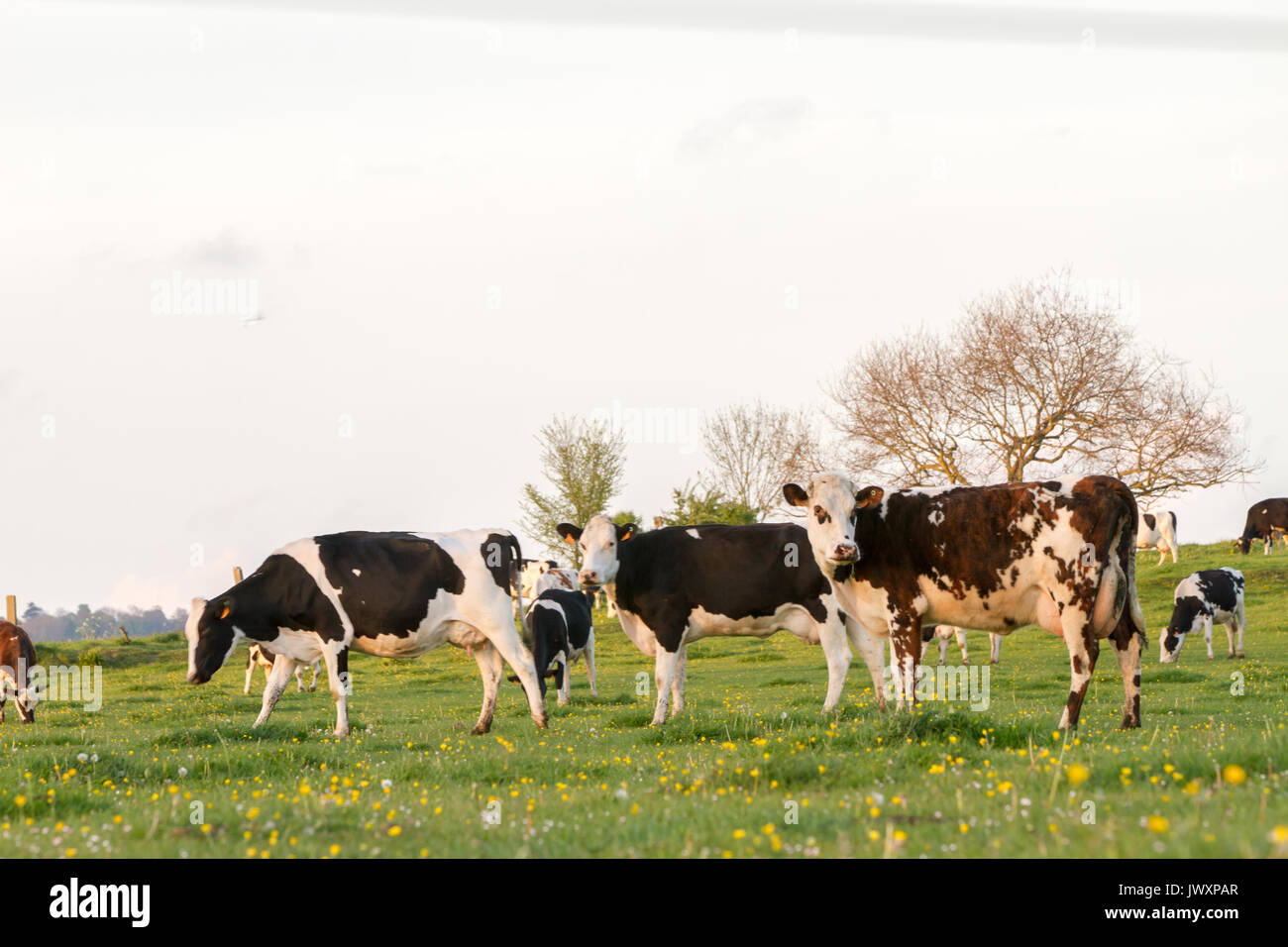 Black and white cow gazing the green grass Stock Photo - Alamy