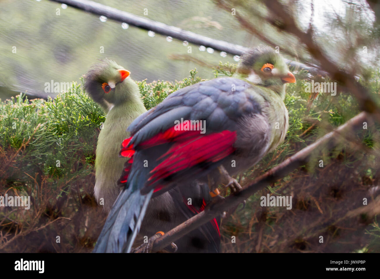 Portrait of subtropical Fischer's turaco (Tauraco fischeri), species of ...