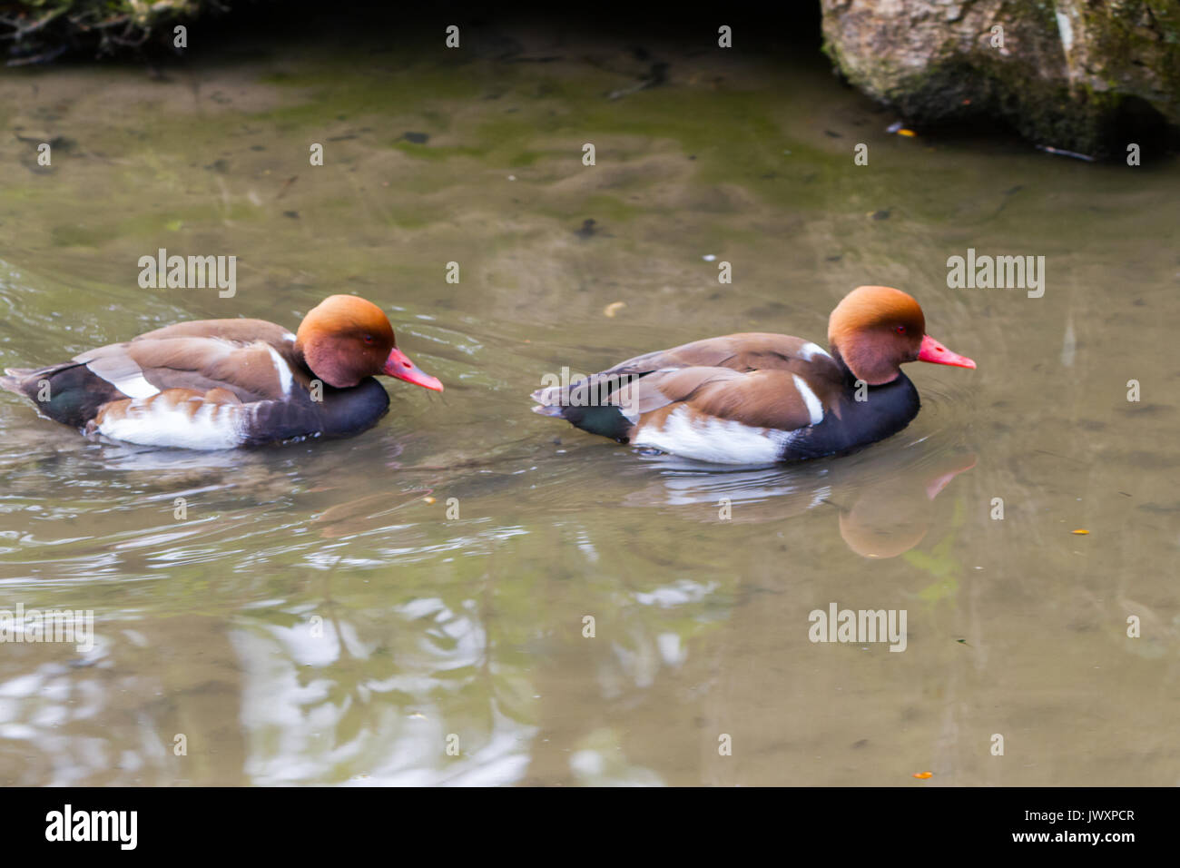 Two ducks float on lake hi-res stock photography and images - Alamy