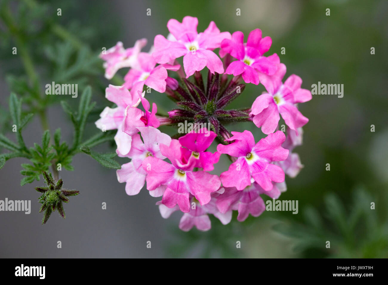 Trailing Pink Verbena 'Sissinghurst' Stock Photo - Alamy