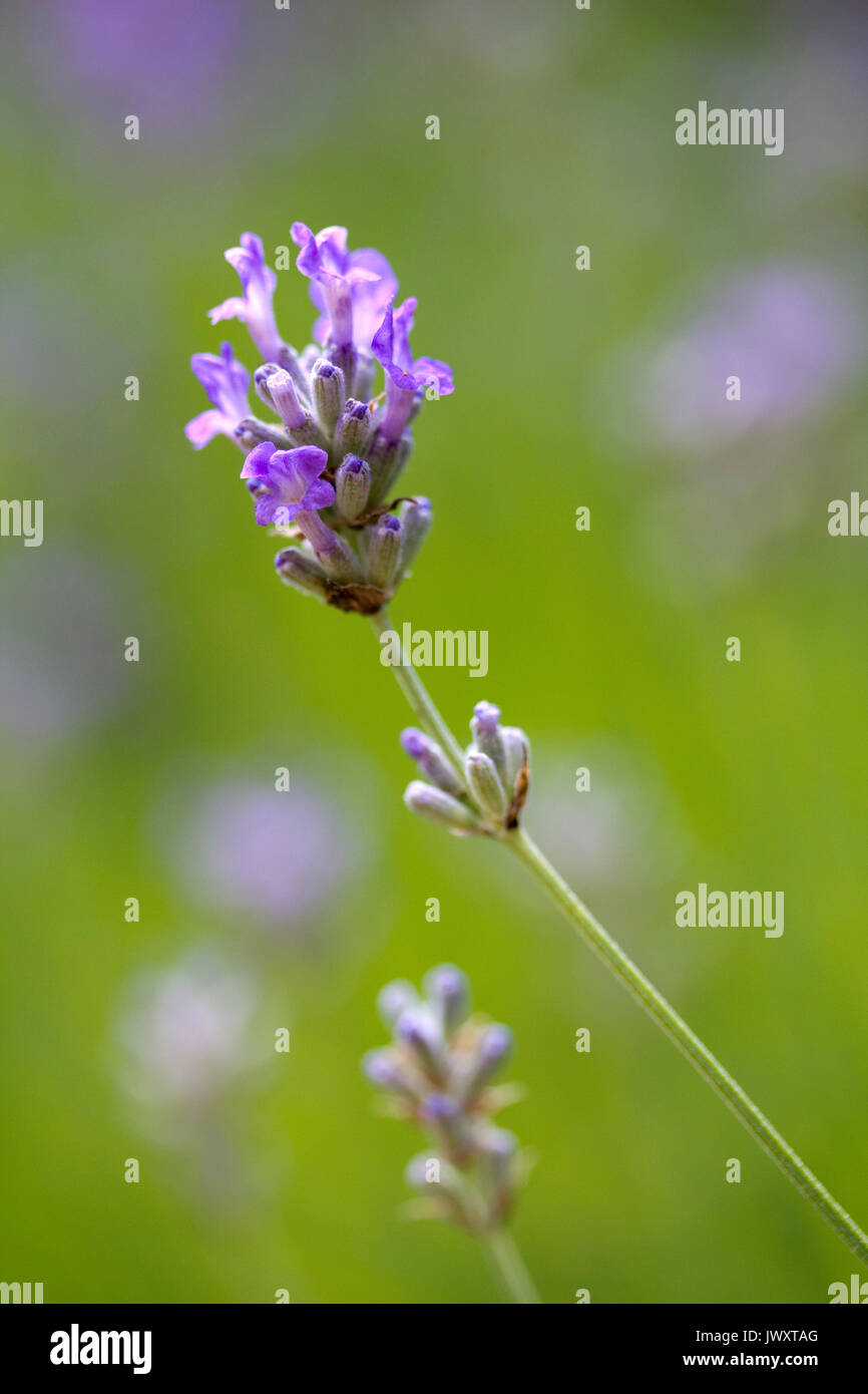 Lavandula angustifolia ashdown forest hi-res stock photography and ...