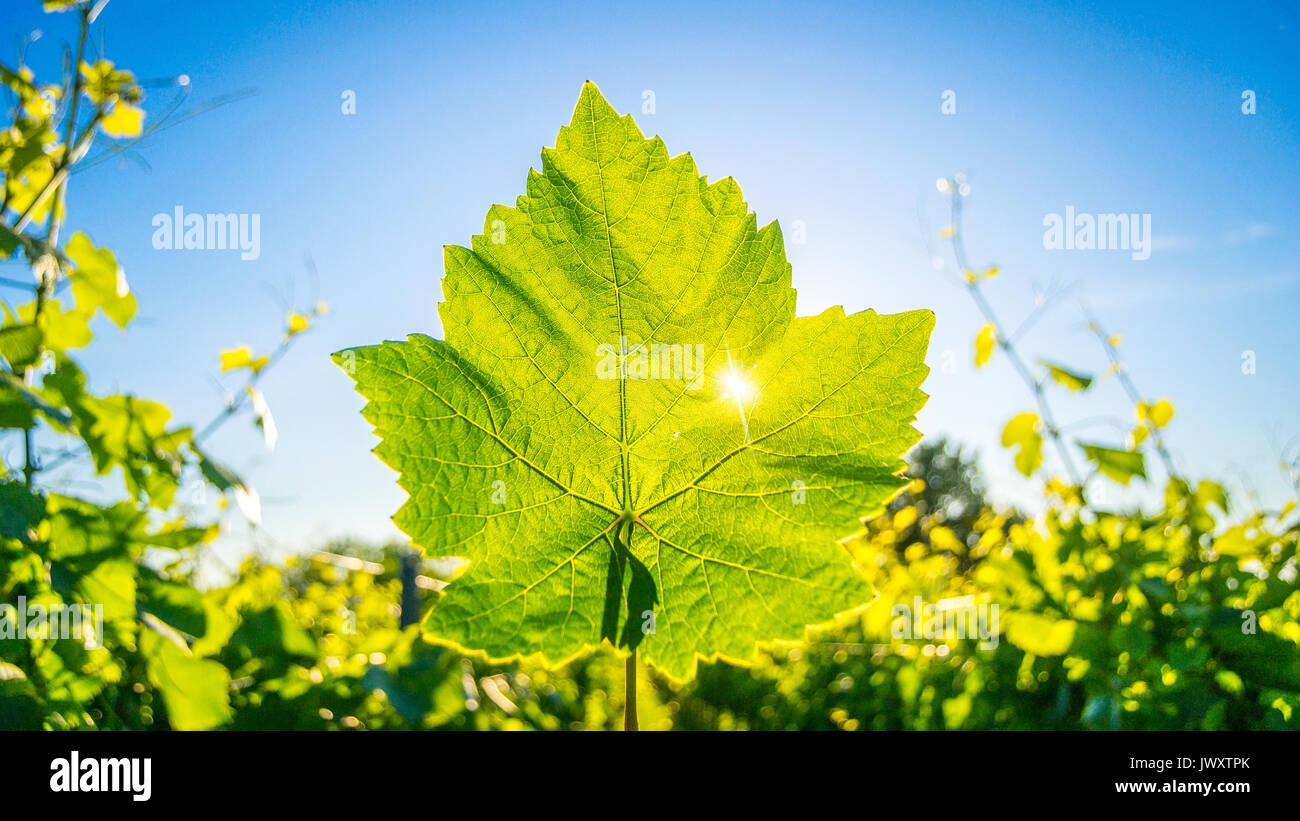 Vinel hi-res stock photography and images - Alamy