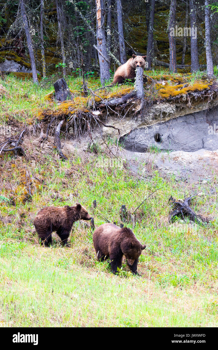 Ursidae family hi-res stock photography and images - Alamy