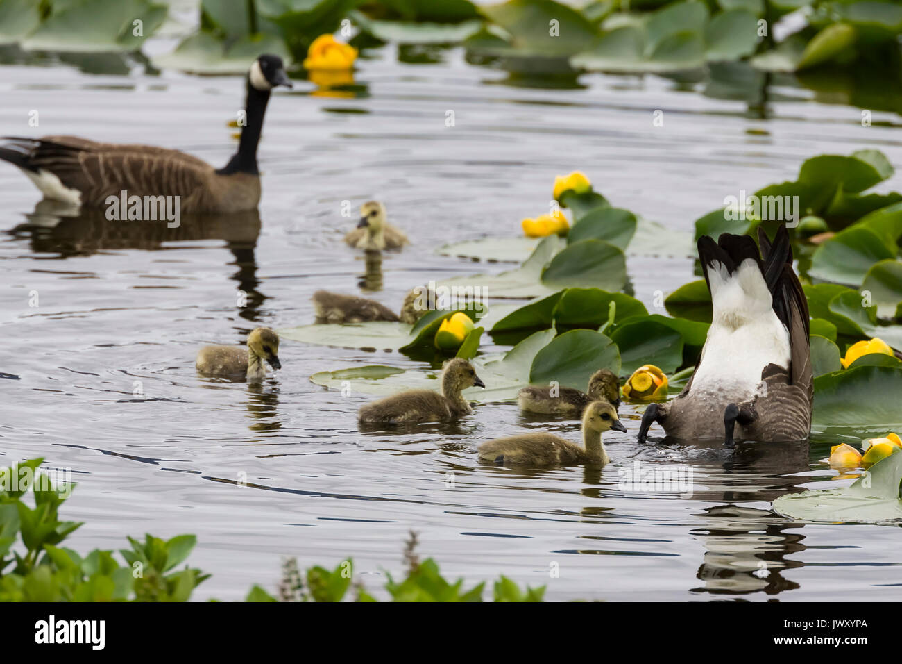 Subspecies of canada goose hi-res stock photography and images - Alamy