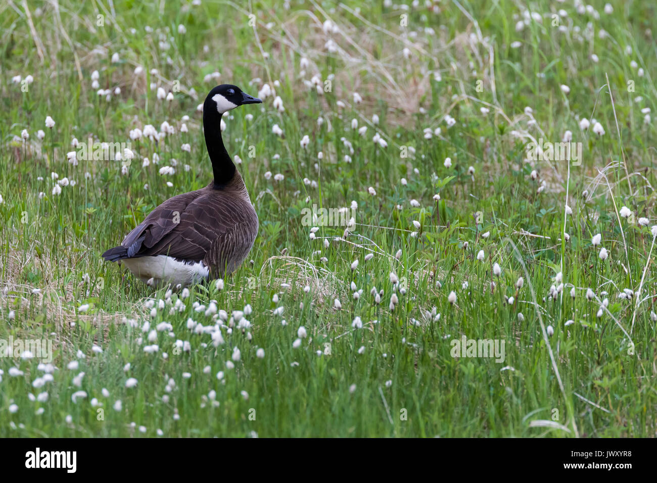 Subspecies of canada goose hi-res stock photography and images - Alamy