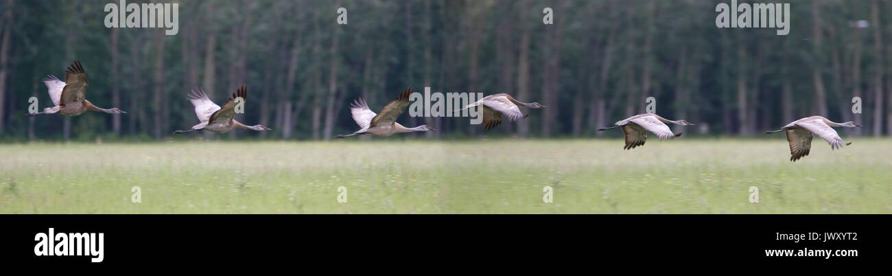 Creamer's Field Migratory Waterfowl Refuge, Fairbanks, Alaska Stock ...