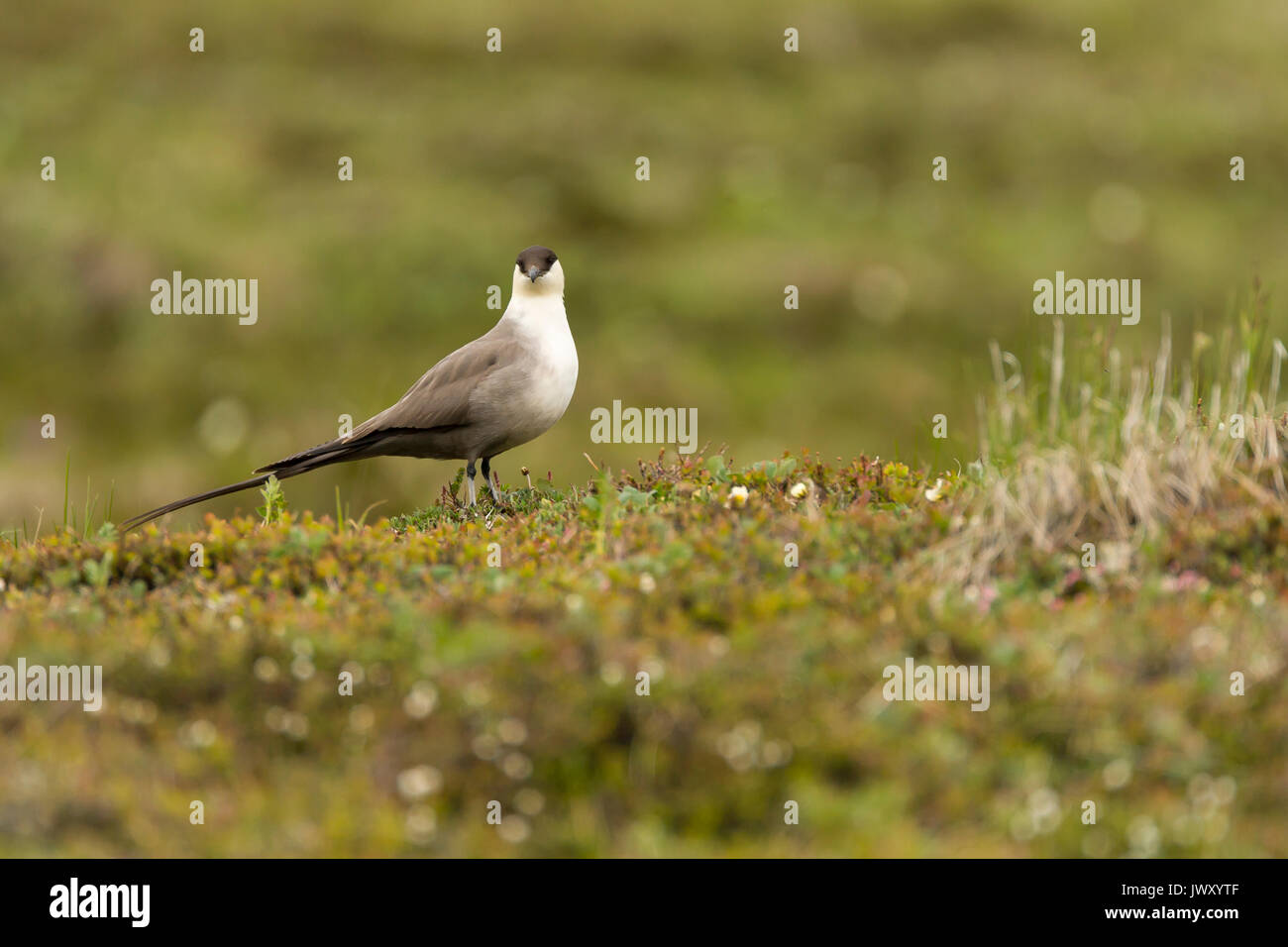 Long tailed jaeger hi-res stock photography and images - Alamy