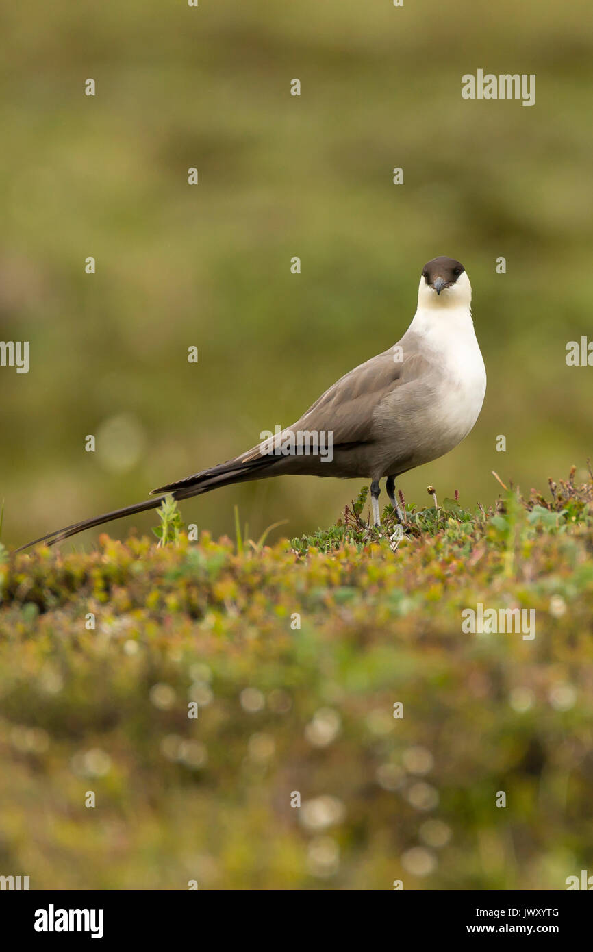 Long-tailed Jaeger (Stercorarius longicaudus Stock Photo - Alamy