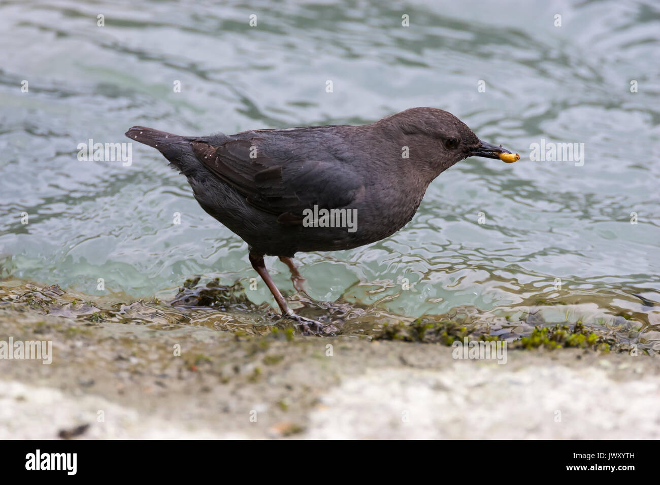 American Dipper (Cinclus mexicanus) on river bank with food in its beak ...
