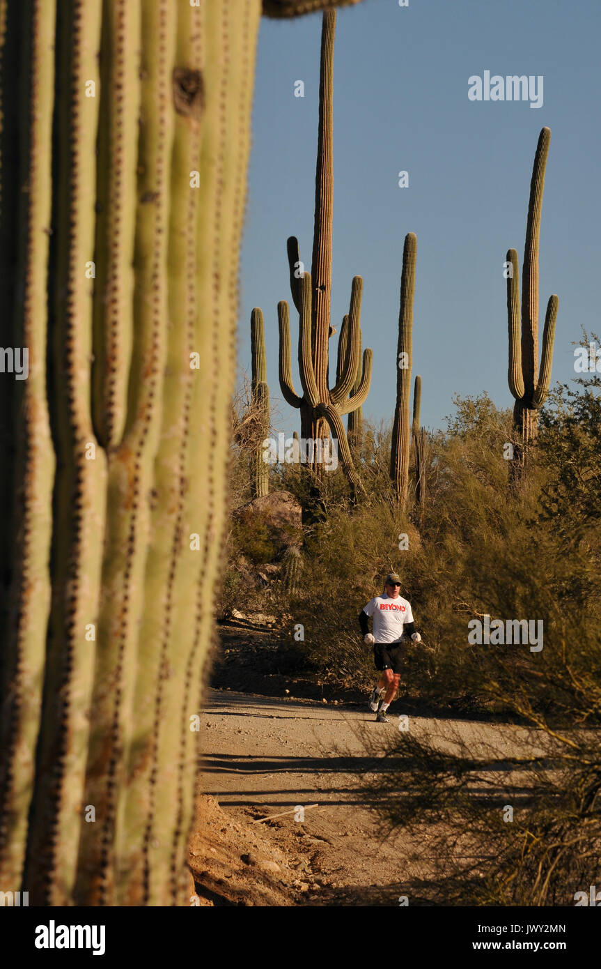 Bajada loop drive saguaro hi-res stock photography and images - Alamy