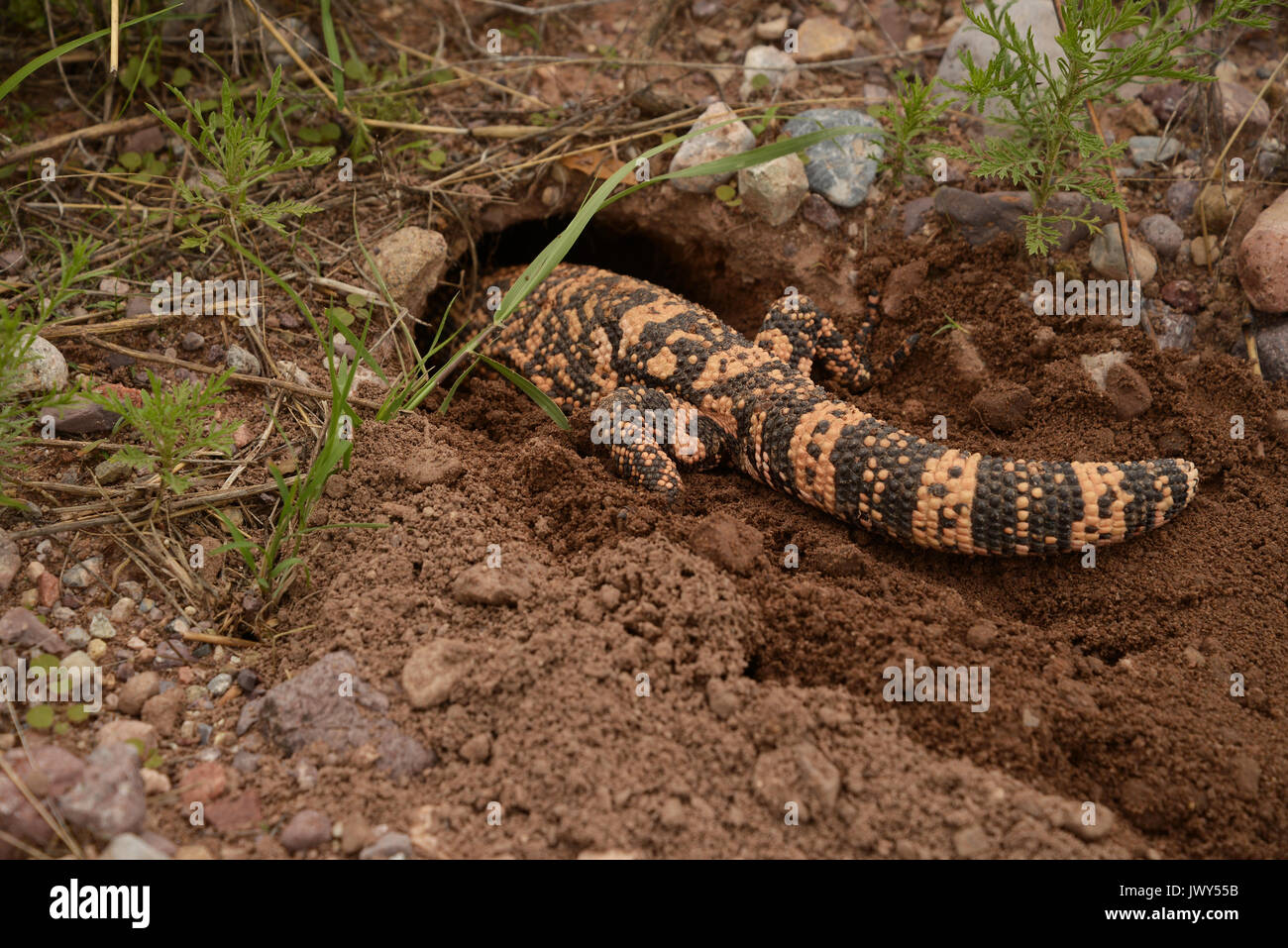 A Gila Monster (Heloderma suspectum) burrows in the foothills of the ...