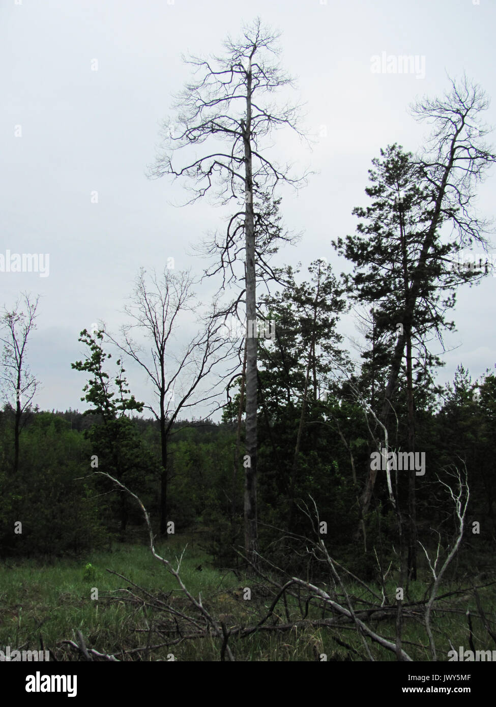 forest photo - lonely trees and far forest Stock Photo - Alamy