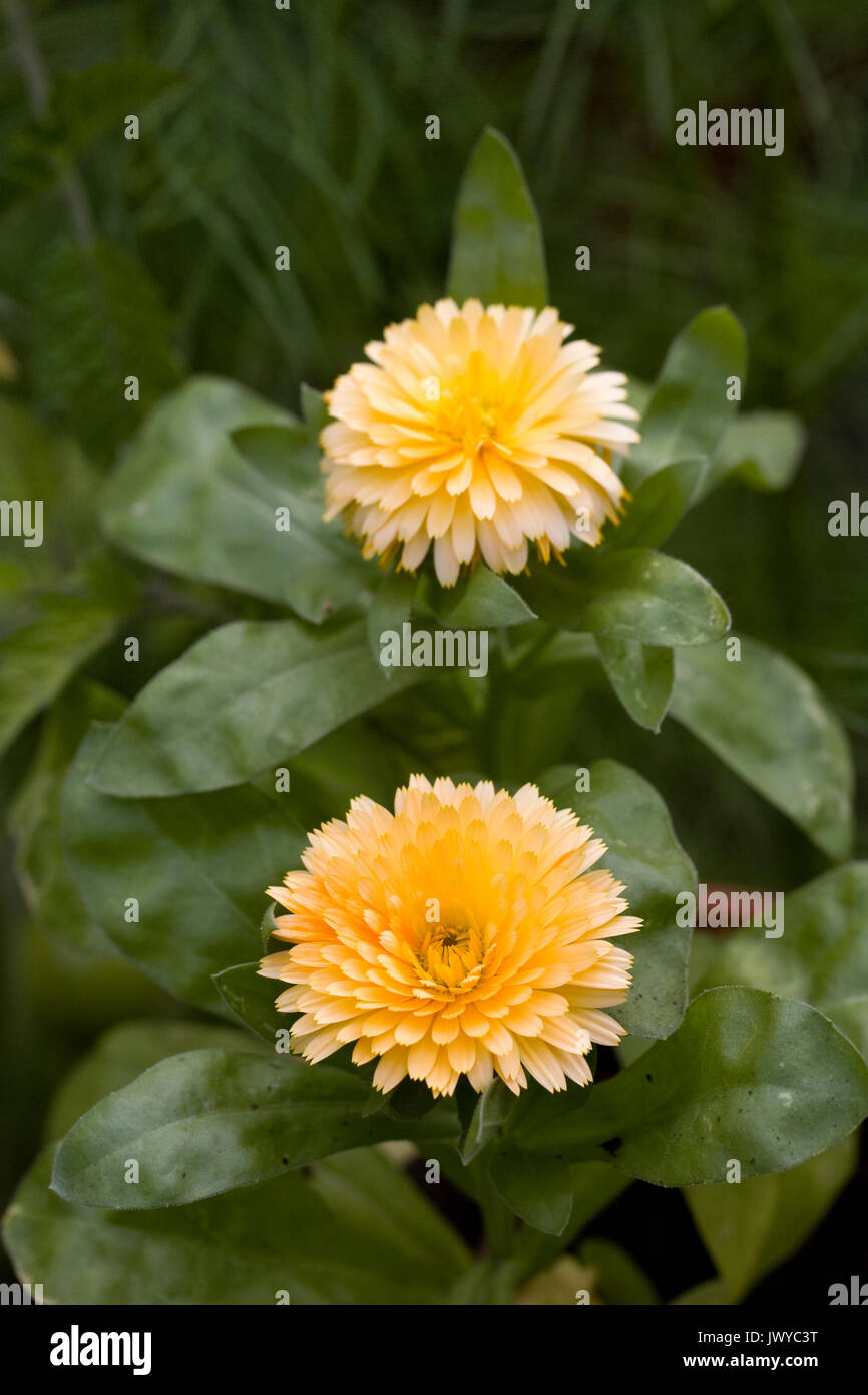 Calendula officinalis apricot pygmy hi-res stock photography and images ...