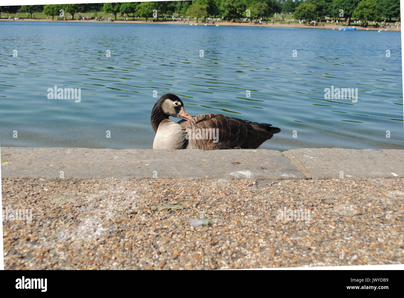 Lonely goose hi-res stock photography and images - Alamy