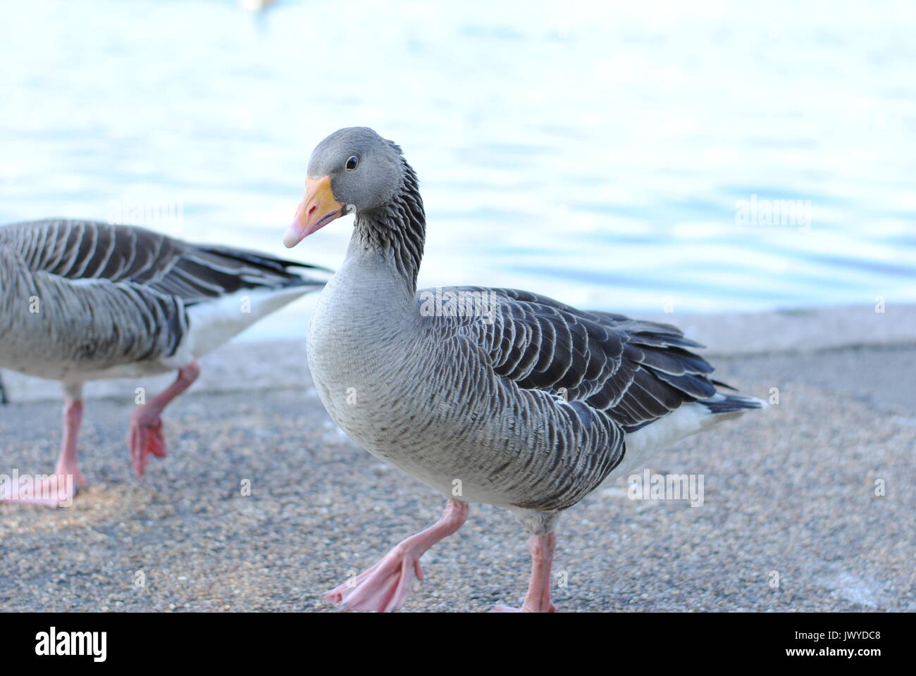 Goose webs hi-res stock photography and images - Alamy