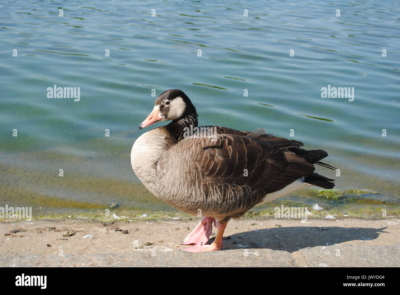 London hyde park geese hi-res stock photography and images - Alamy