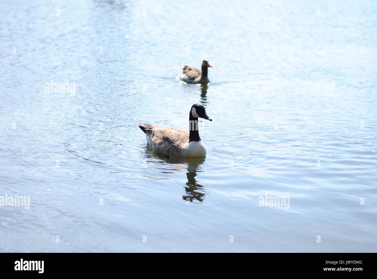 Canadian goose swimming in Serpentine Stock Photo - Alamy