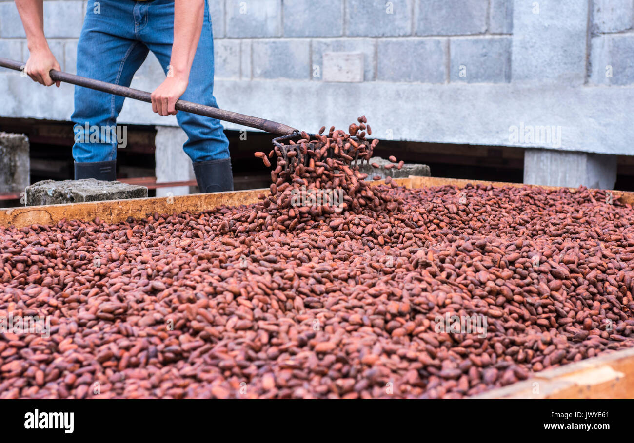 drying cacao in honduras Stock Photo - Alamy