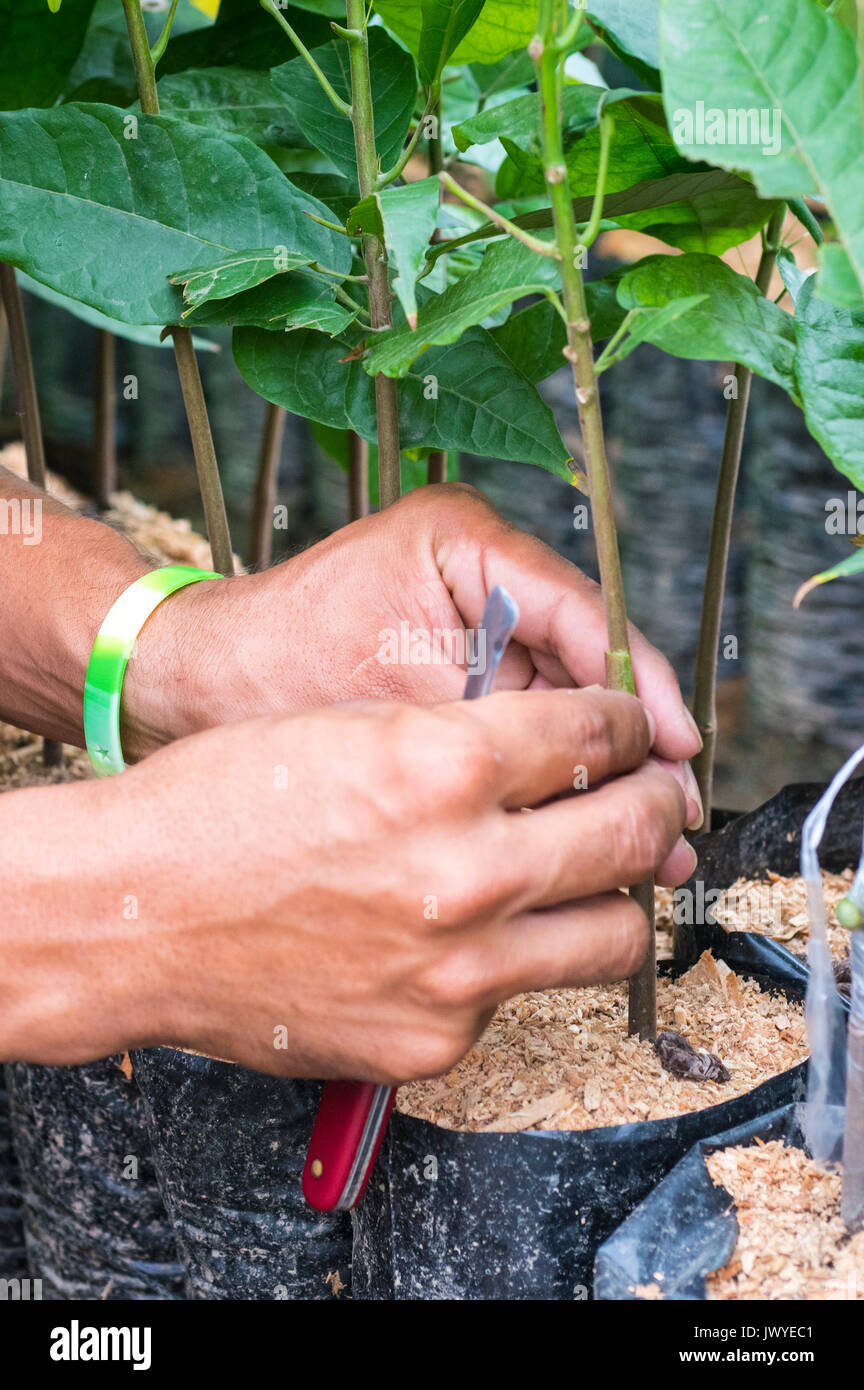 Cocoa seedling hi-res stock photography and images - Alamy