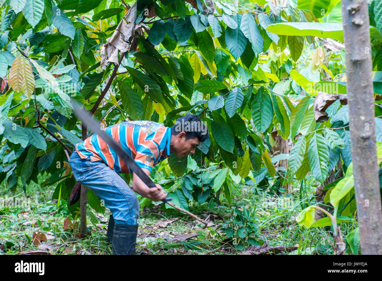 Clearing weeds from cacao plantation Stock Photo - Alamy