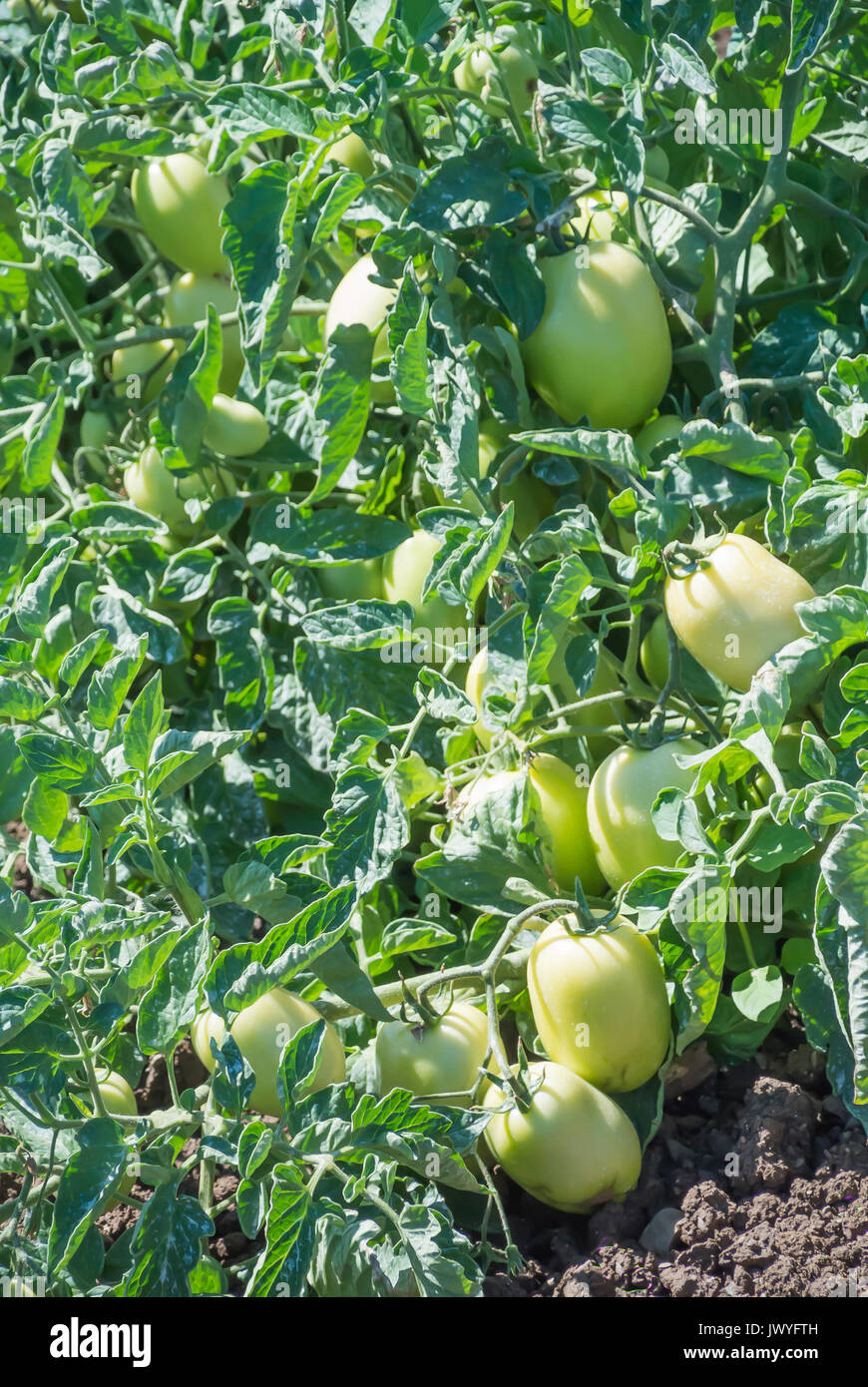 Maturing crop hi-res stock photography and images - Alamy