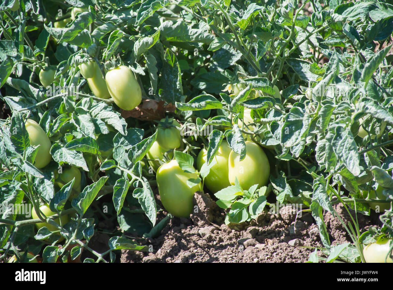 Sprawling plants hi-res stock photography and images - Alamy