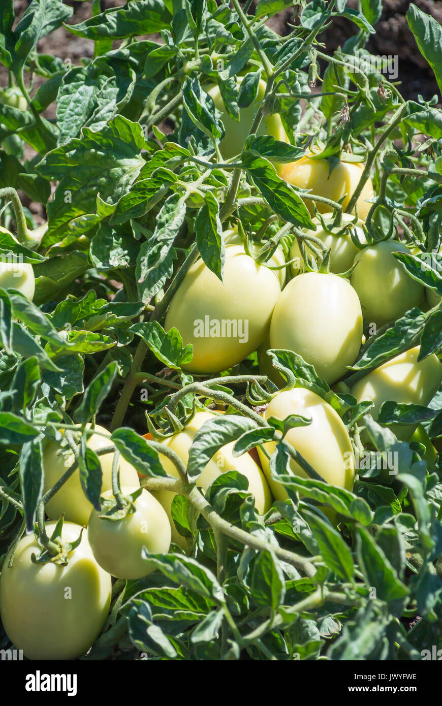 Maturing harvest hi-res stock photography and images - Alamy