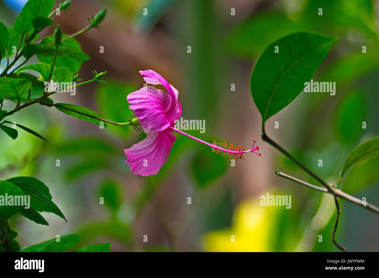 Hibiscus flower bali indonesia hi-res stock photography and images - Alamy