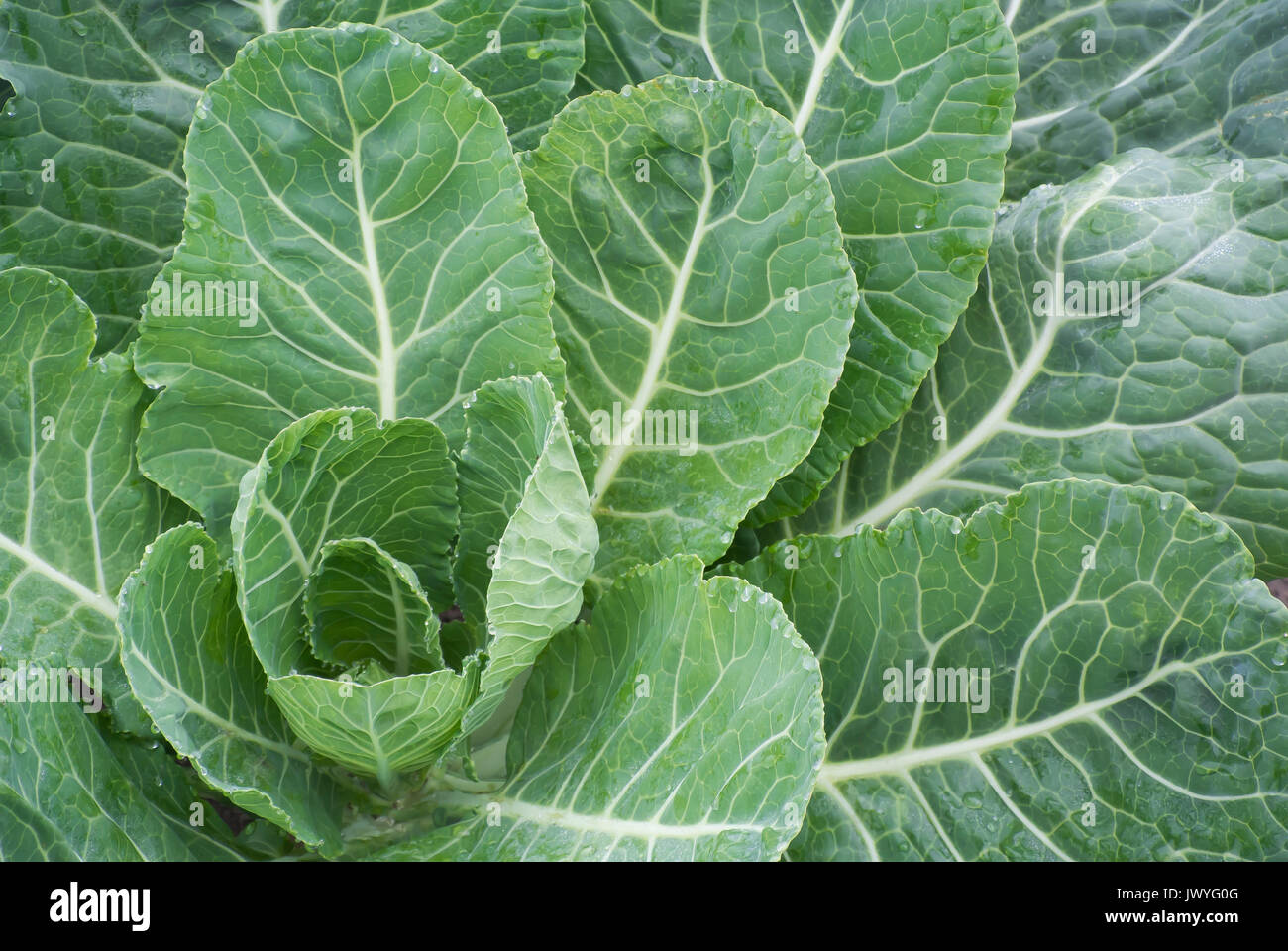 Cabbage collards hi-res stock photography and images - Alamy
