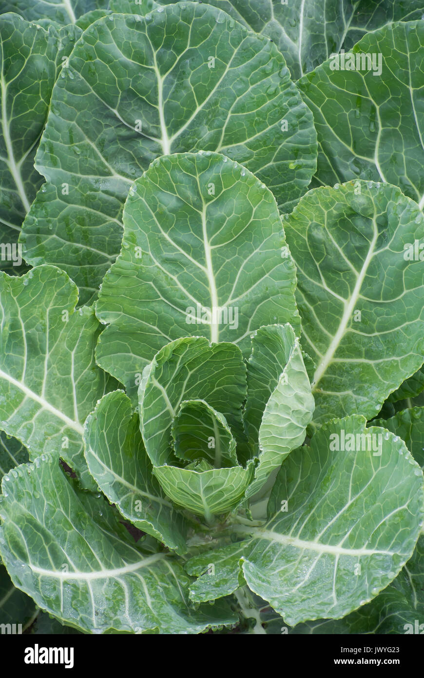 Collard Greens Growing in Field Stock Photo - Alamy