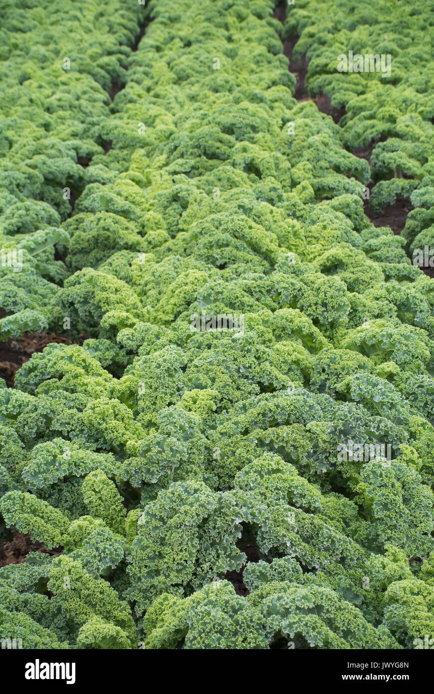 Green Kale Growing in Field Stock Photo - Alamy