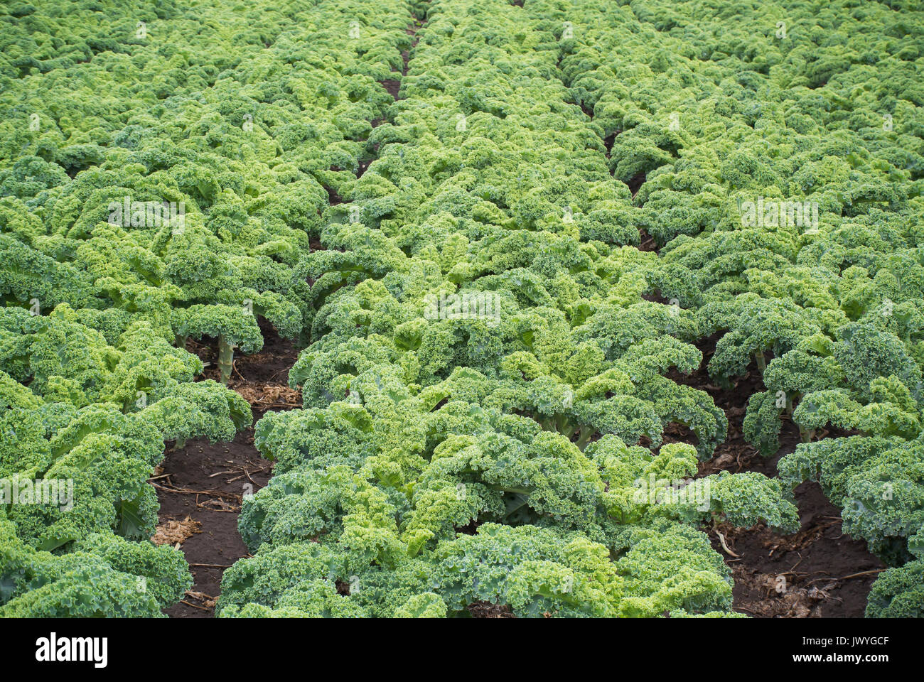 Kale field hi-res stock photography and images - Alamy
