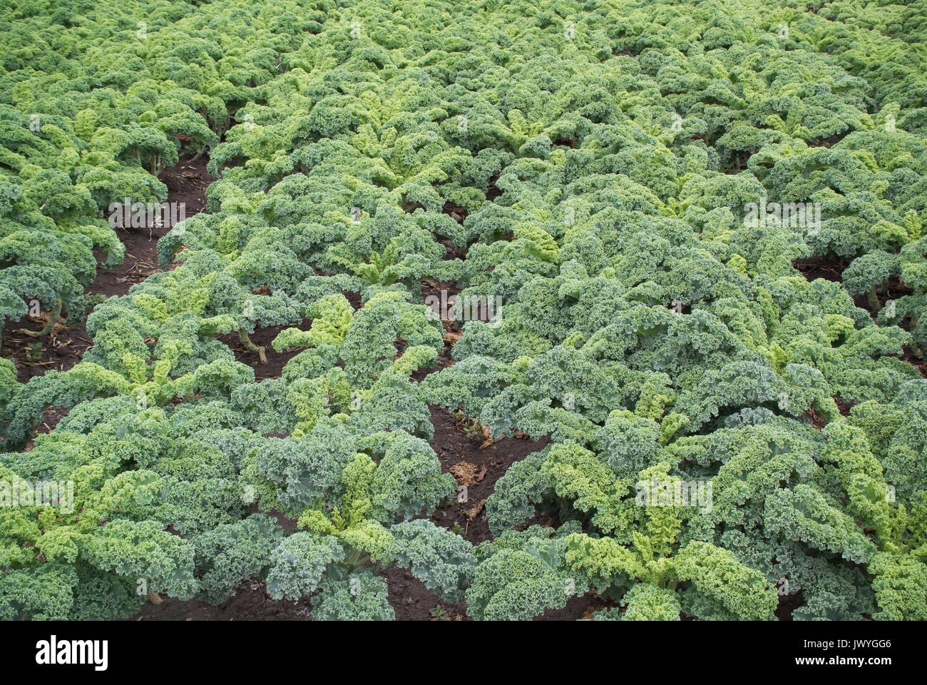 Kale field hi-res stock photography and images - Alamy