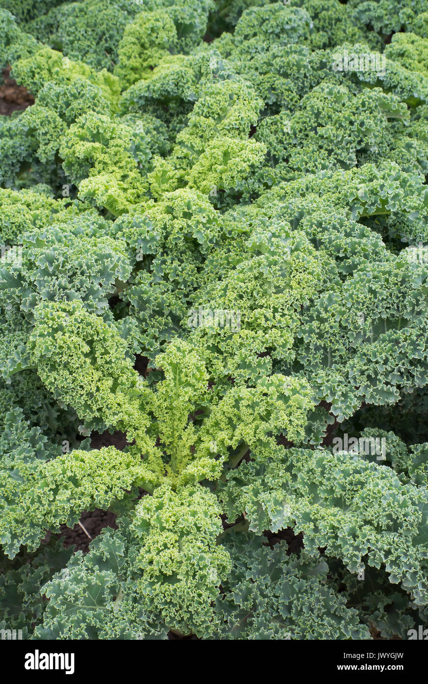 Kale field hi-res stock photography and images - Alamy