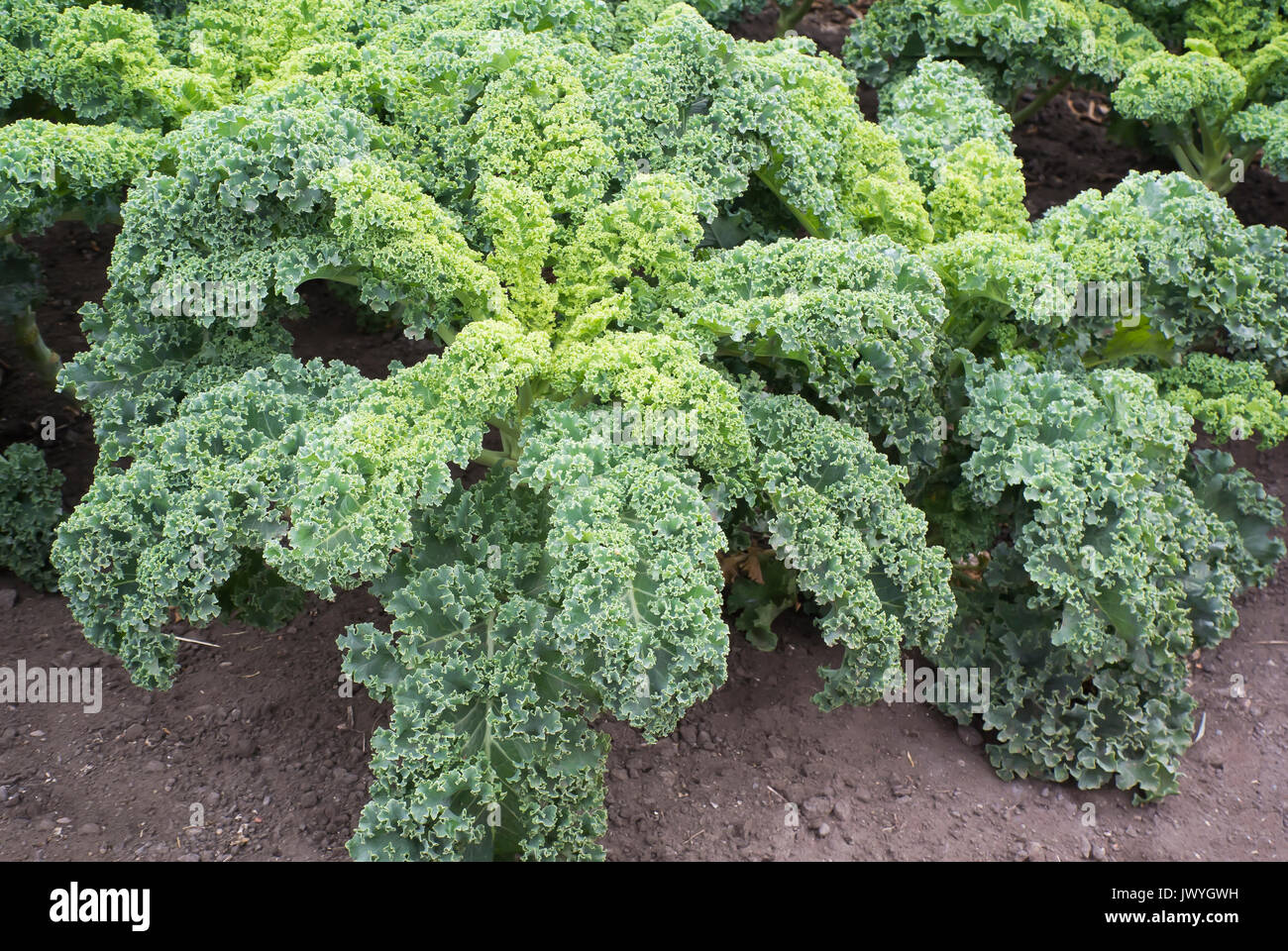 Kale field hi-res stock photography and images - Alamy