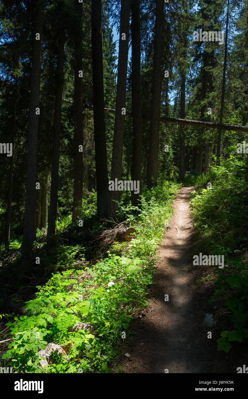 The Black Canyon Trail ascending through old evergreen trees in the ...