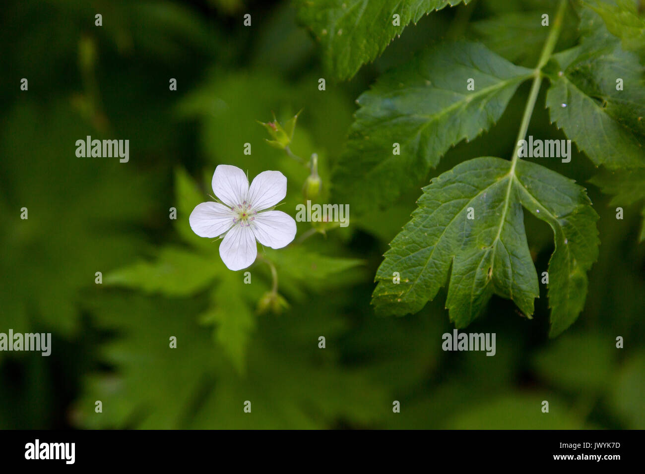 Forest geranium hi-res stock photography and images - Alamy