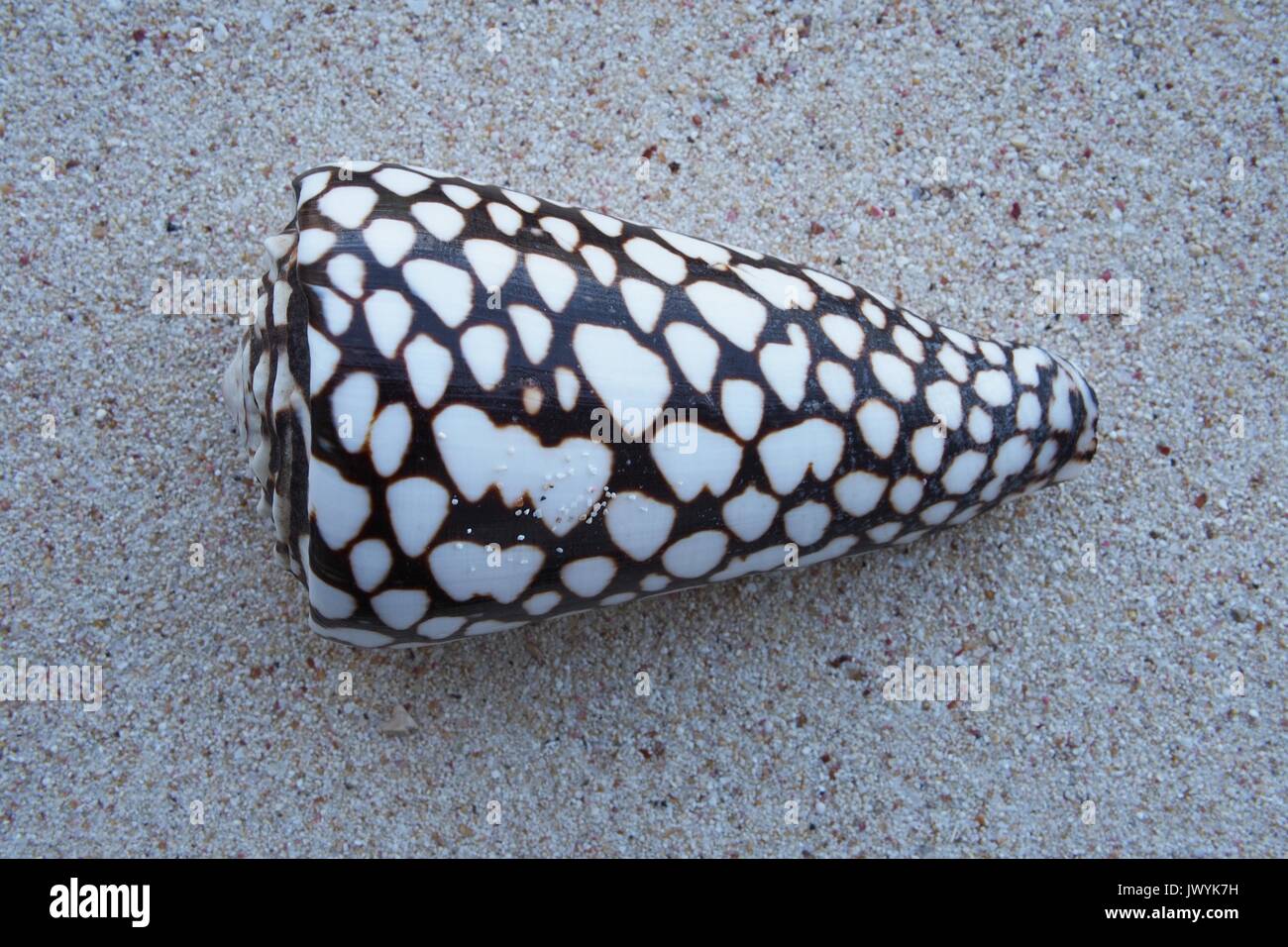 Marbled cone (Conus marmoreus), top view. Live caught at Munda, New ...