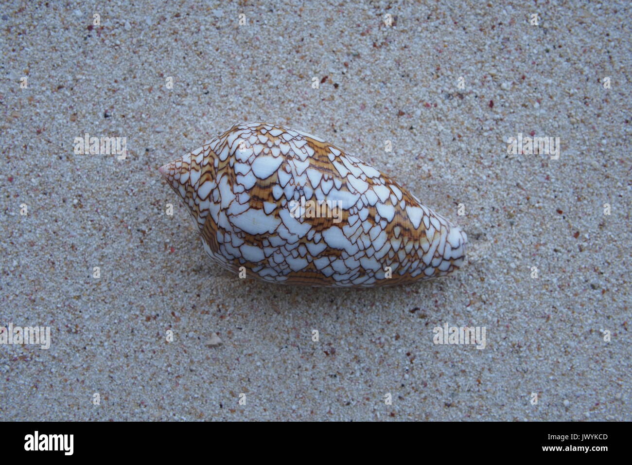 Textile cone (Conus textile), top view. Live caught at Munda, New ...