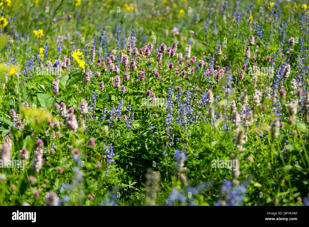 A large field of wildflowers containing giant hyssop and lupine along ...