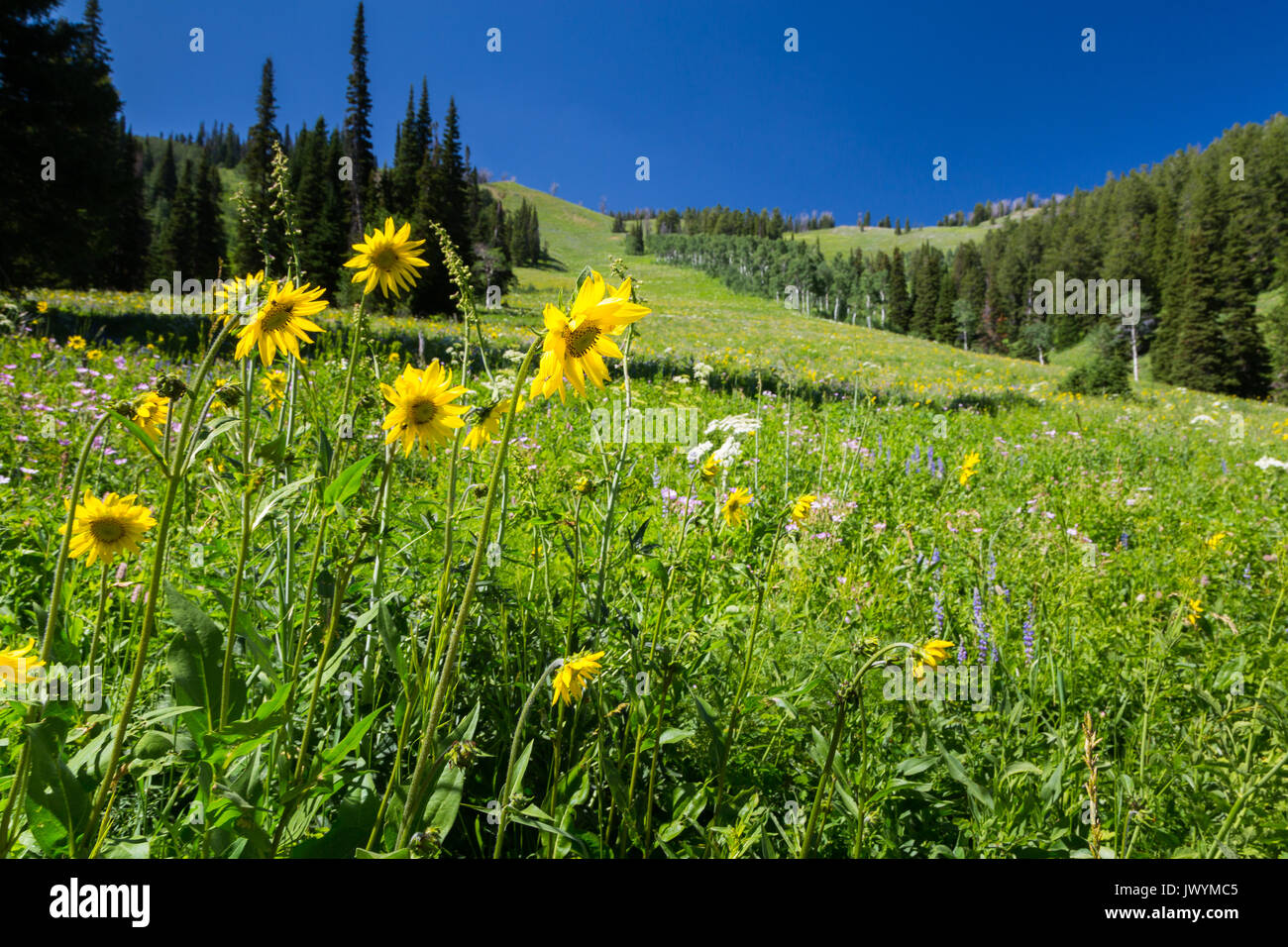 One flower helianthella wildflowers blooming near the top of Black ...