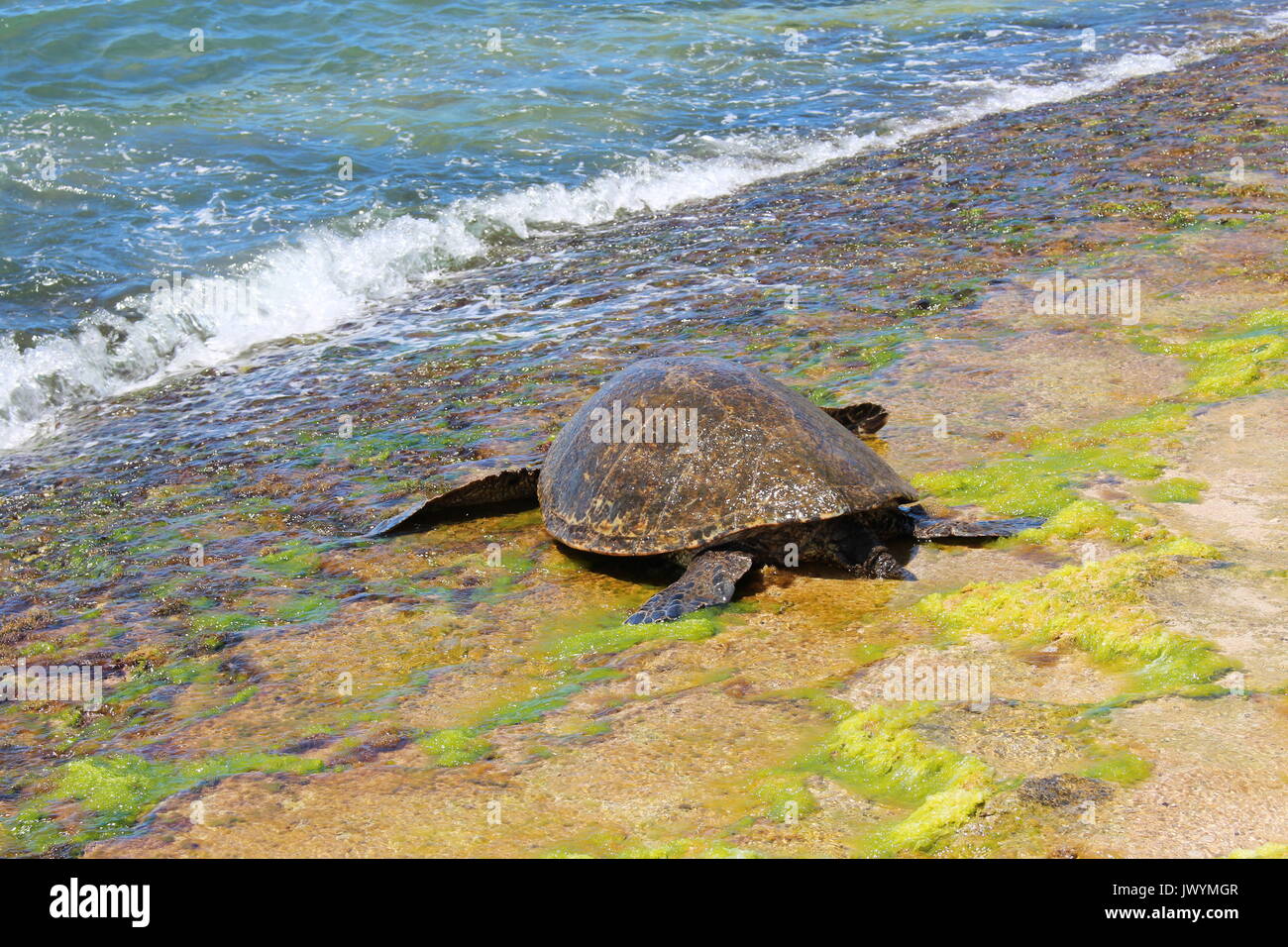 Hawaii Tropical Sea Turtle 3 Stock Photo - Alamy