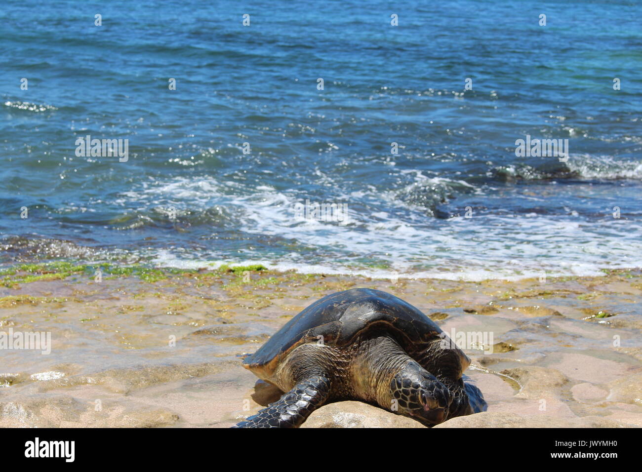 Hawaii Tropical Sea Turtle Stock Photo - Alamy