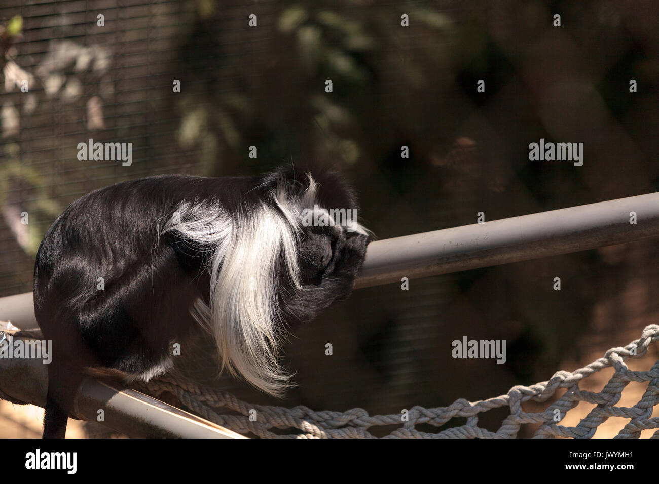 Colobus angolensis hi-res stock photography and images - Alamy
