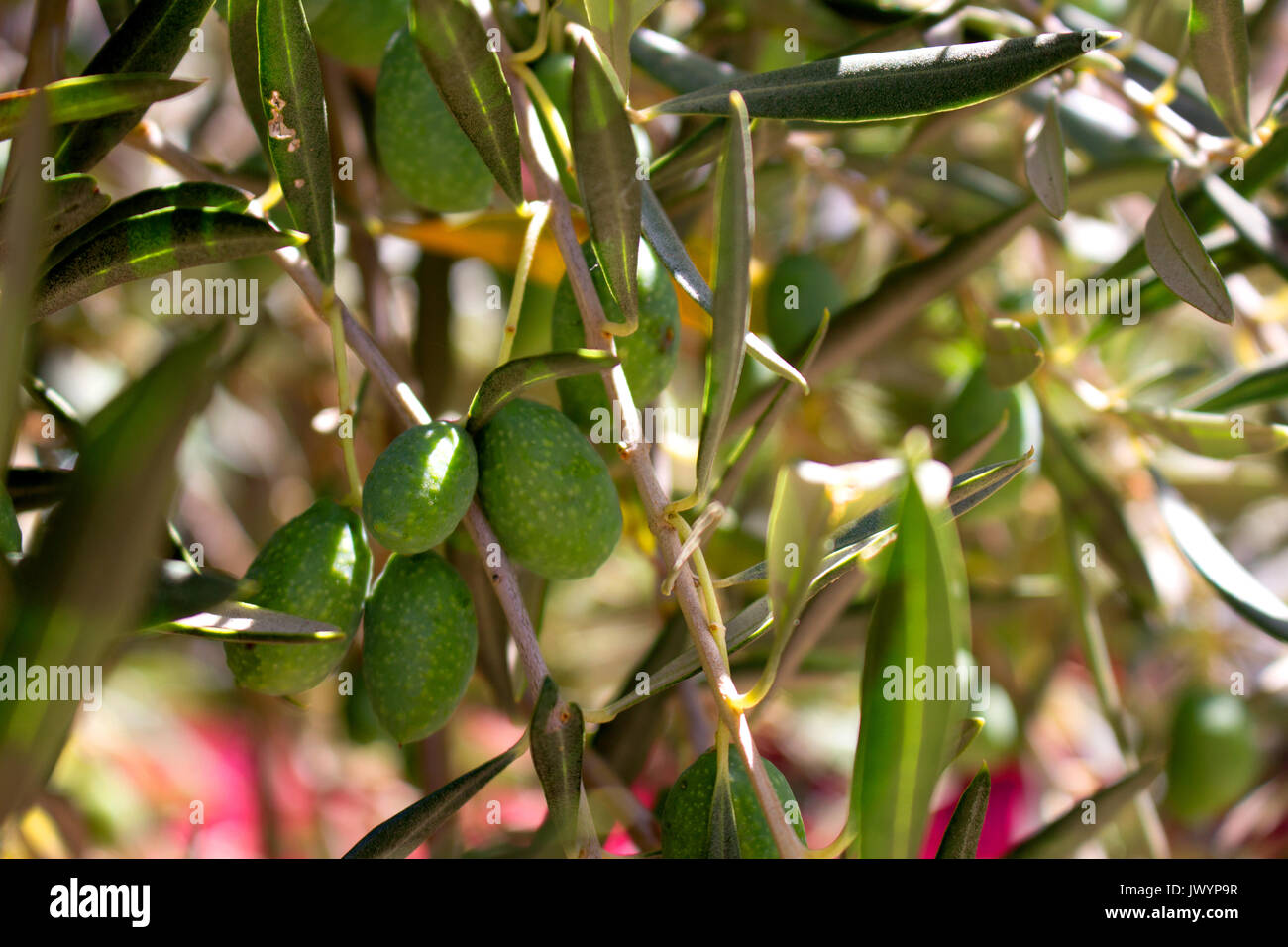 Olive. Fresh olives fruits. Green olive tree. Mediterranean plant Stock ...